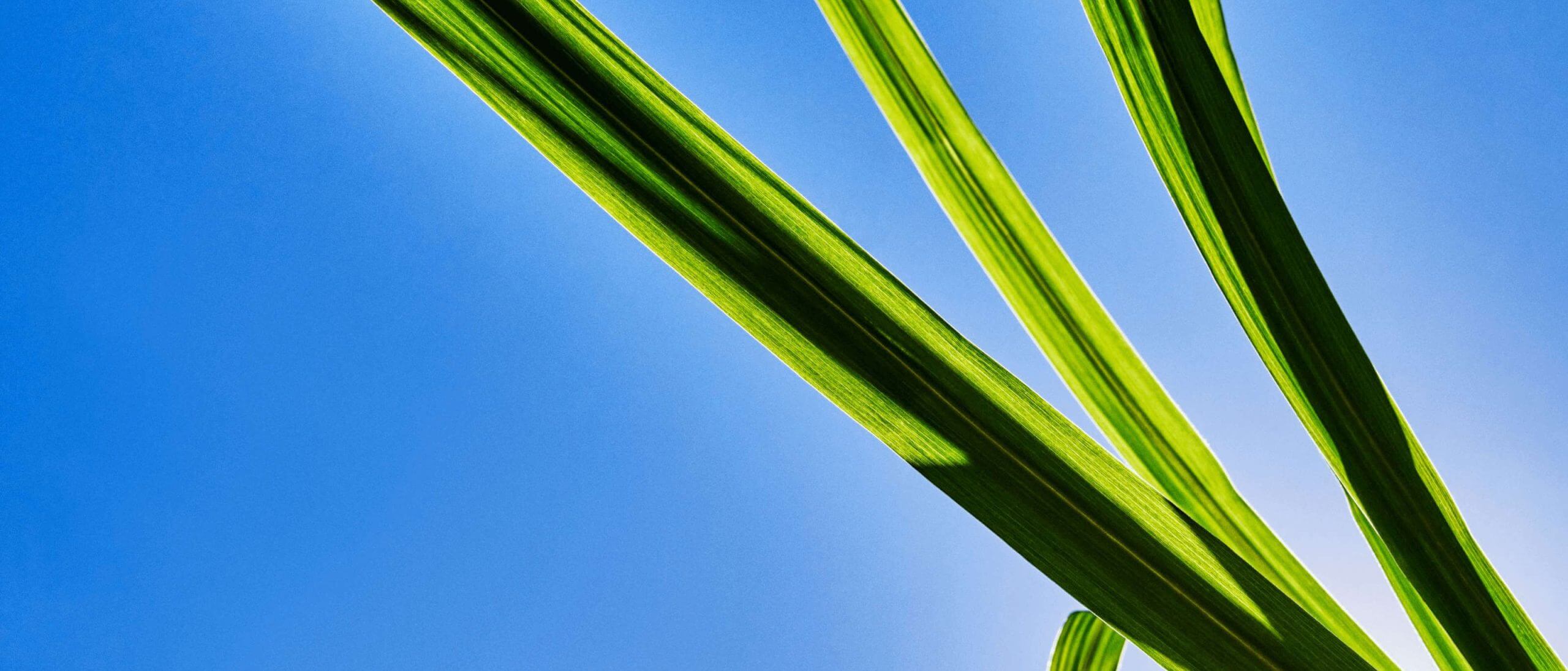 BACARDÍ Rum | Bacardi Rum Cocktails & Drinks | BACARDÍ US